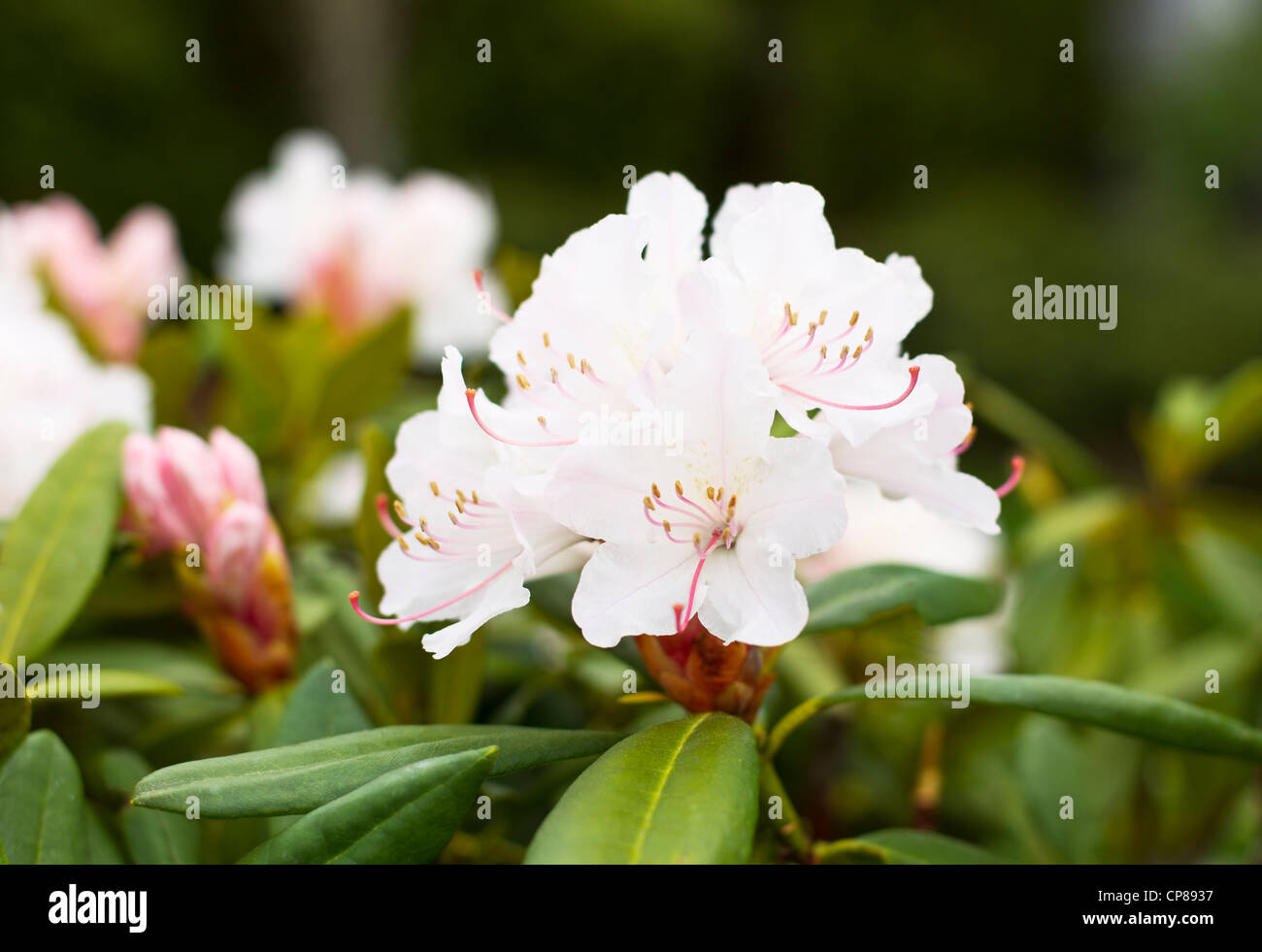 Blooming Washington State rhododendron bush with evergreens in ...