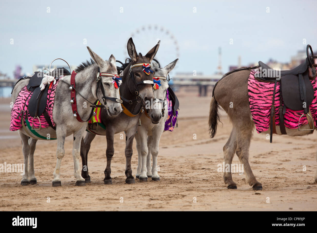 Blackpool donkeys hi-res stock photography and images - Alamy