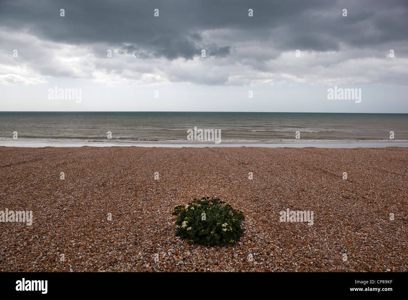 Vegetation on Beach Stock Photo - Alamy