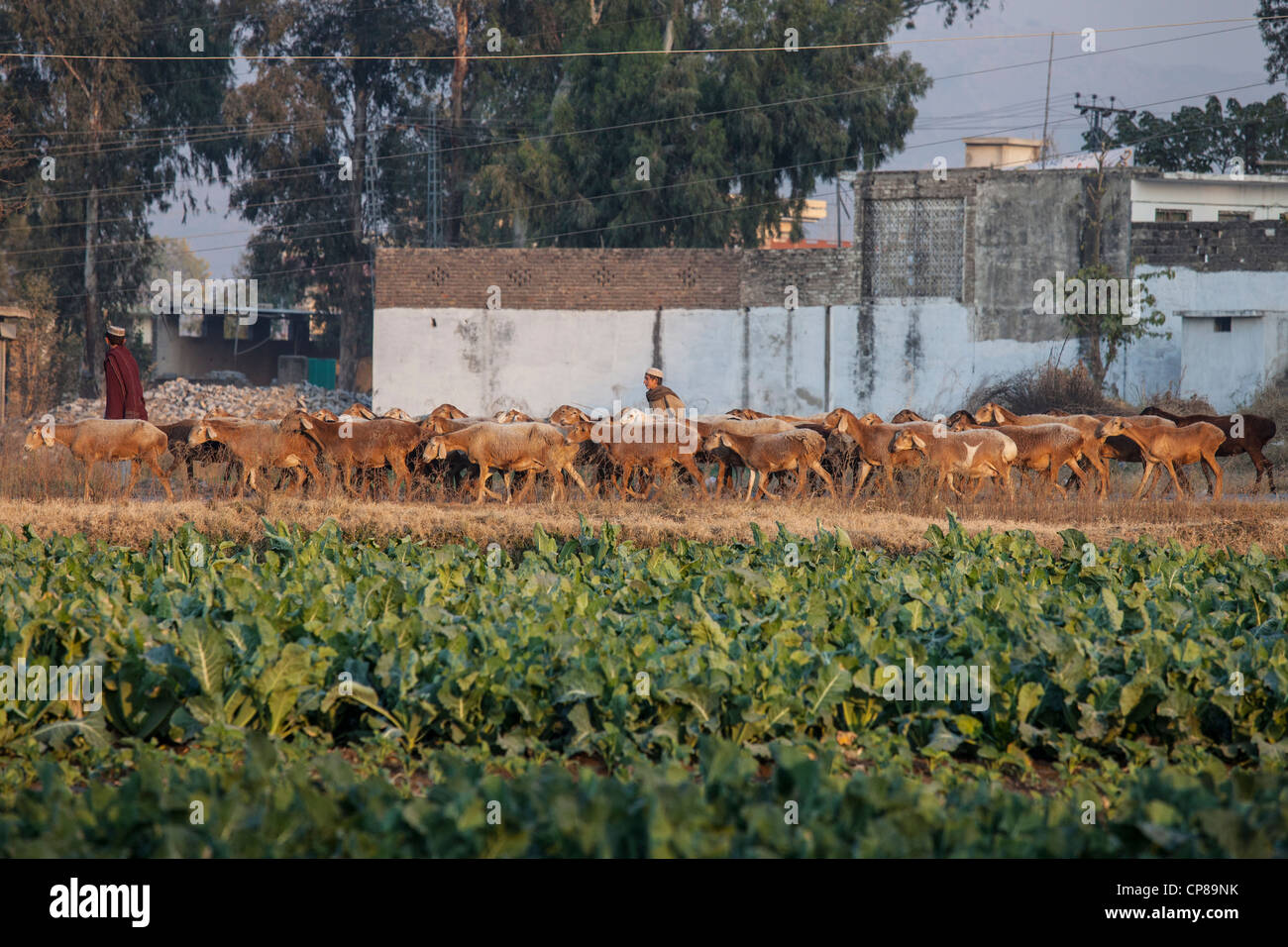 Herding sheep in Punjab Province, Pakistan Stock Photo - Alamy