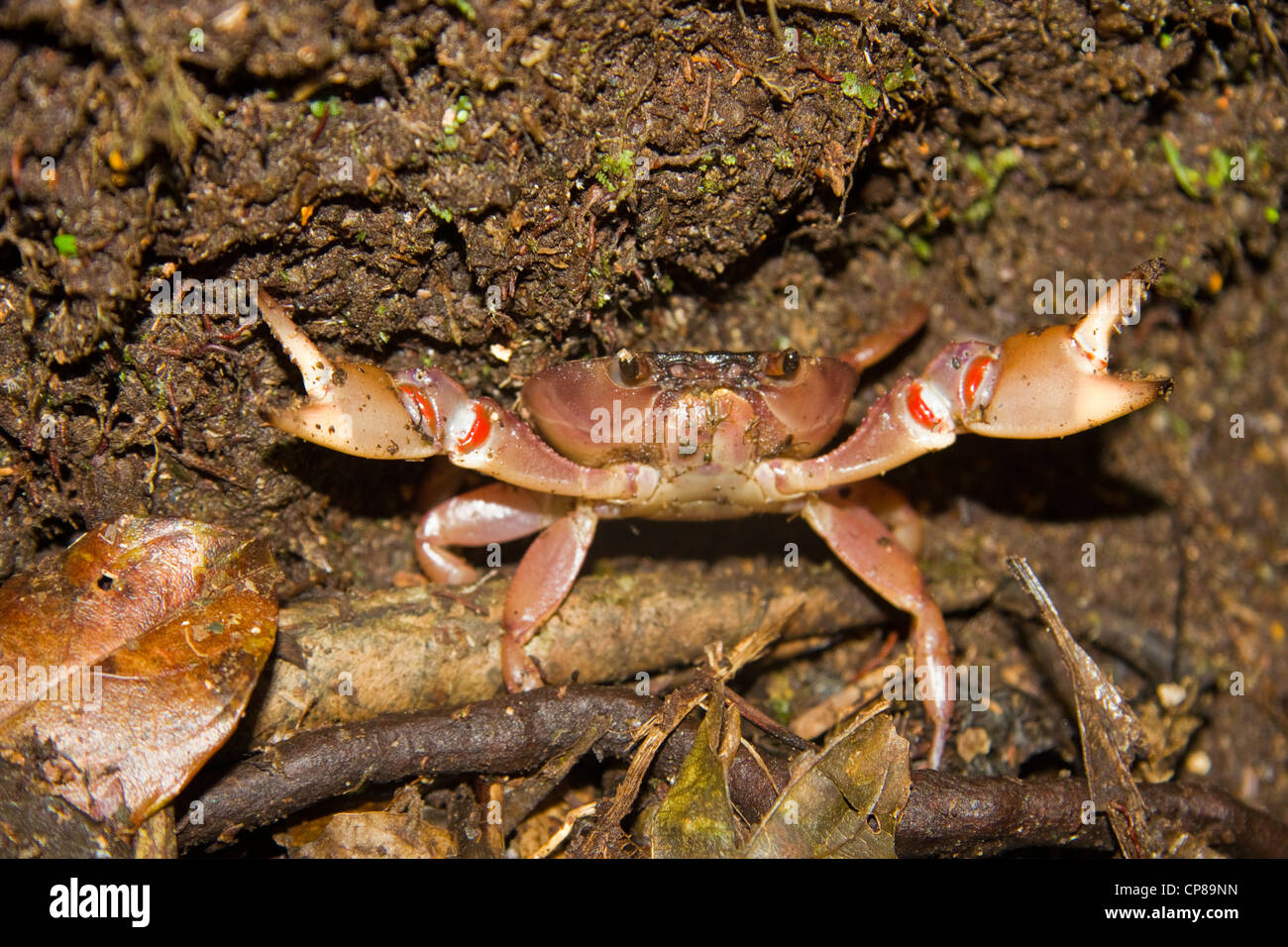 Rainforest land crab, Monteverde, Costa Rica, Central America Stock ...