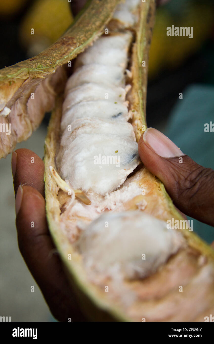 Open inga pod with exposed seeds, Costa Rica Stock Photo - Alamy