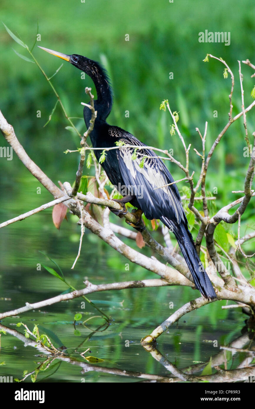Anhinga bird, Tortuguero National Park, Costa Rica, Central America ...