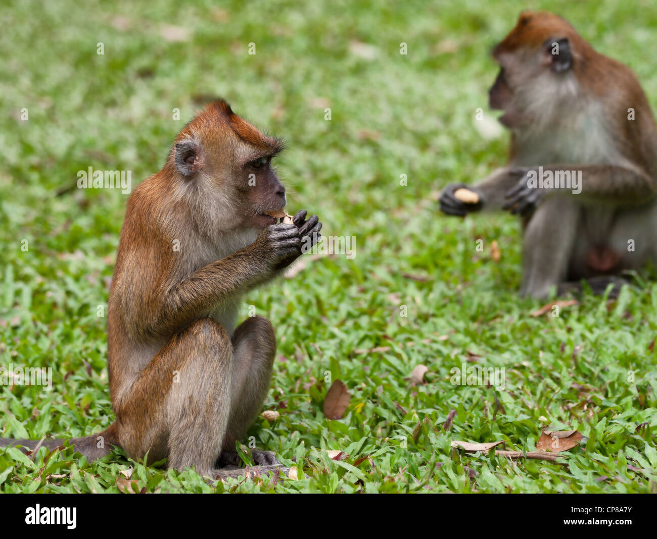a small macaque monkey in penang malaysia Stock Photo - Alamy