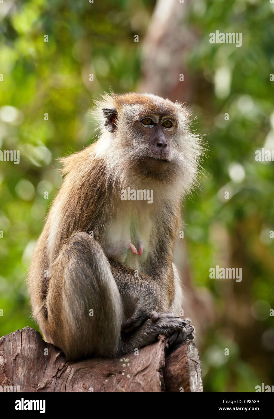 a small macaque monkey in penang malaysia Stock Photo - Alamy