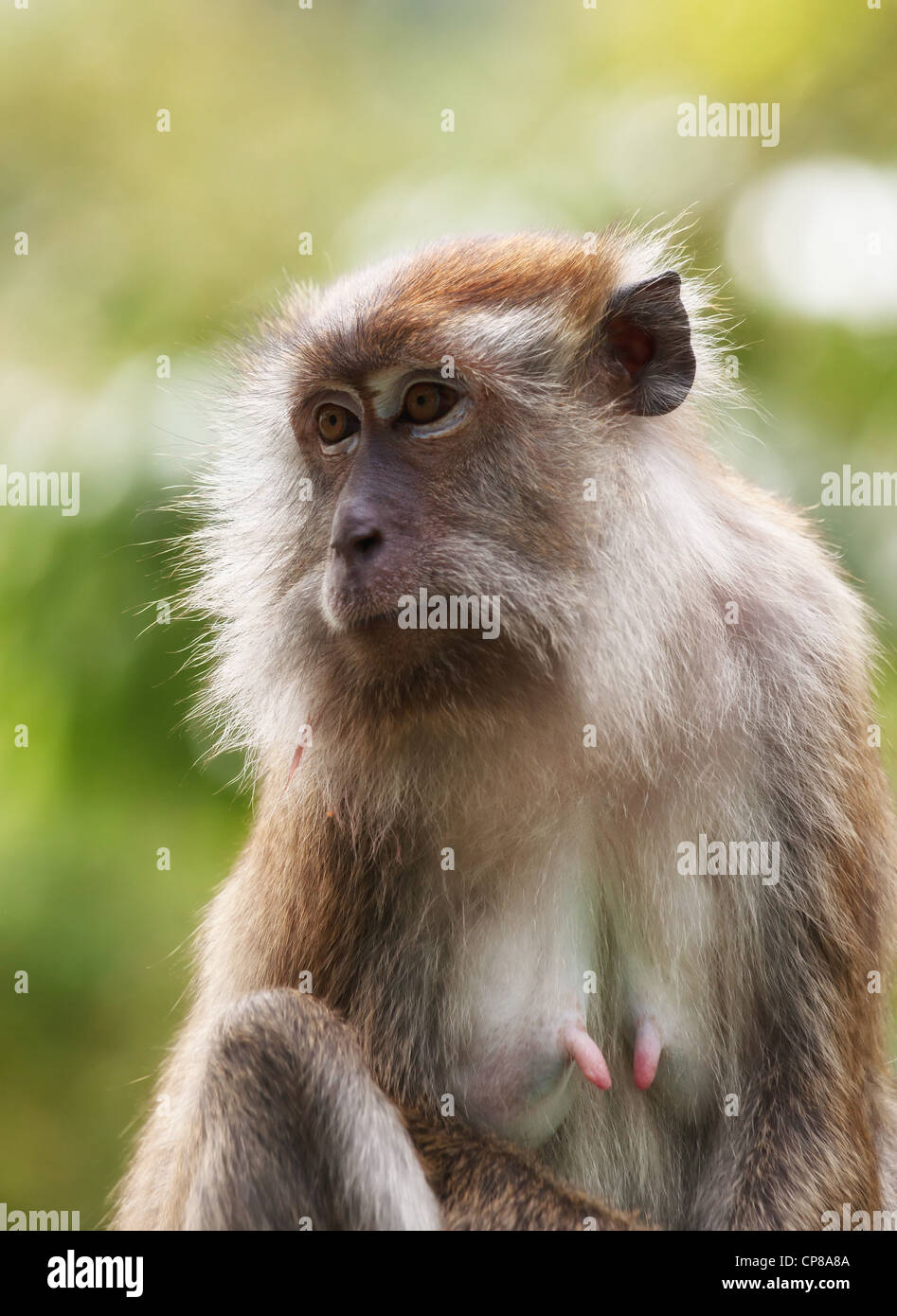 a small macaque monkey in penang malaysia Stock Photo - Alamy