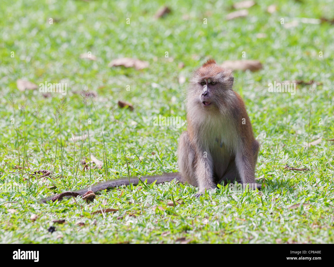 a small macaque monkey in penang malaysia Stock Photo - Alamy