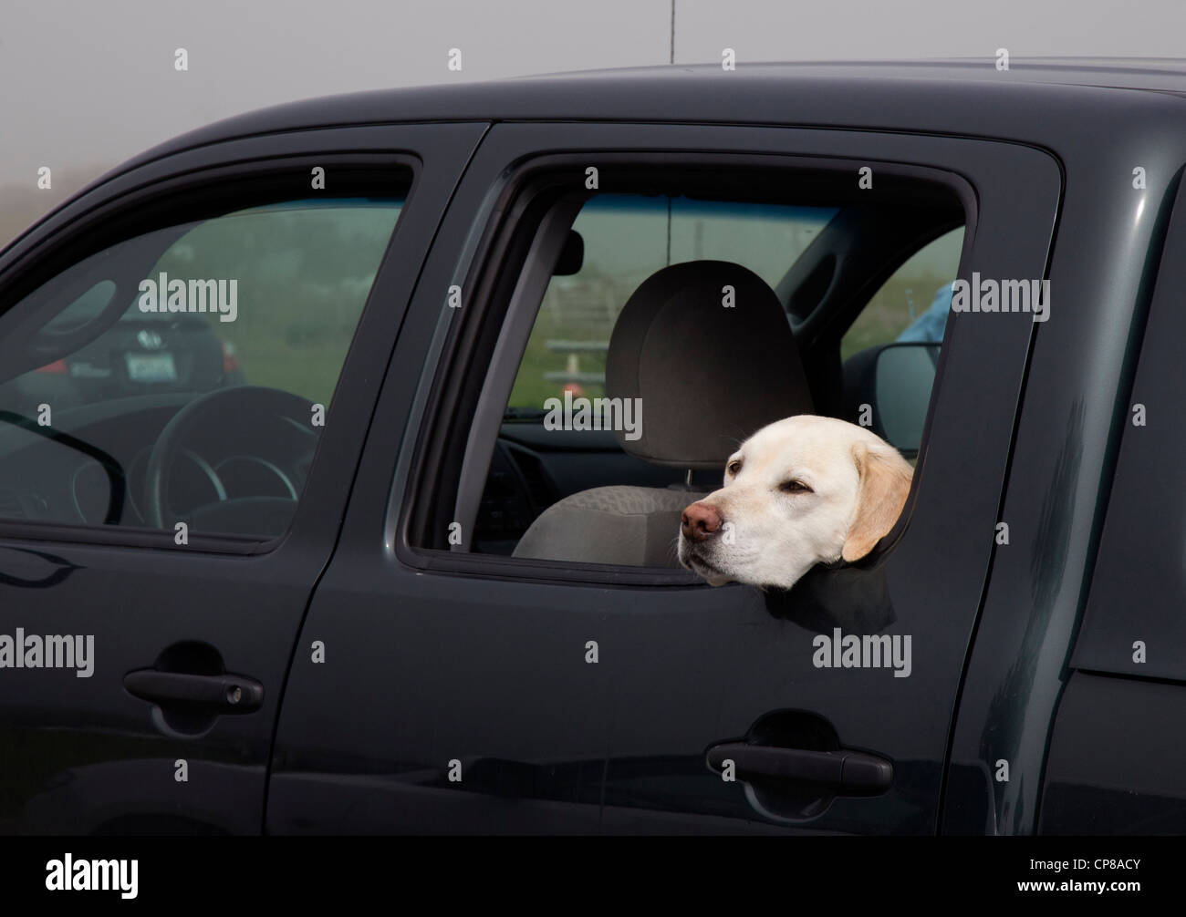Labrador retriever with head out car window hi-res stock photography ...