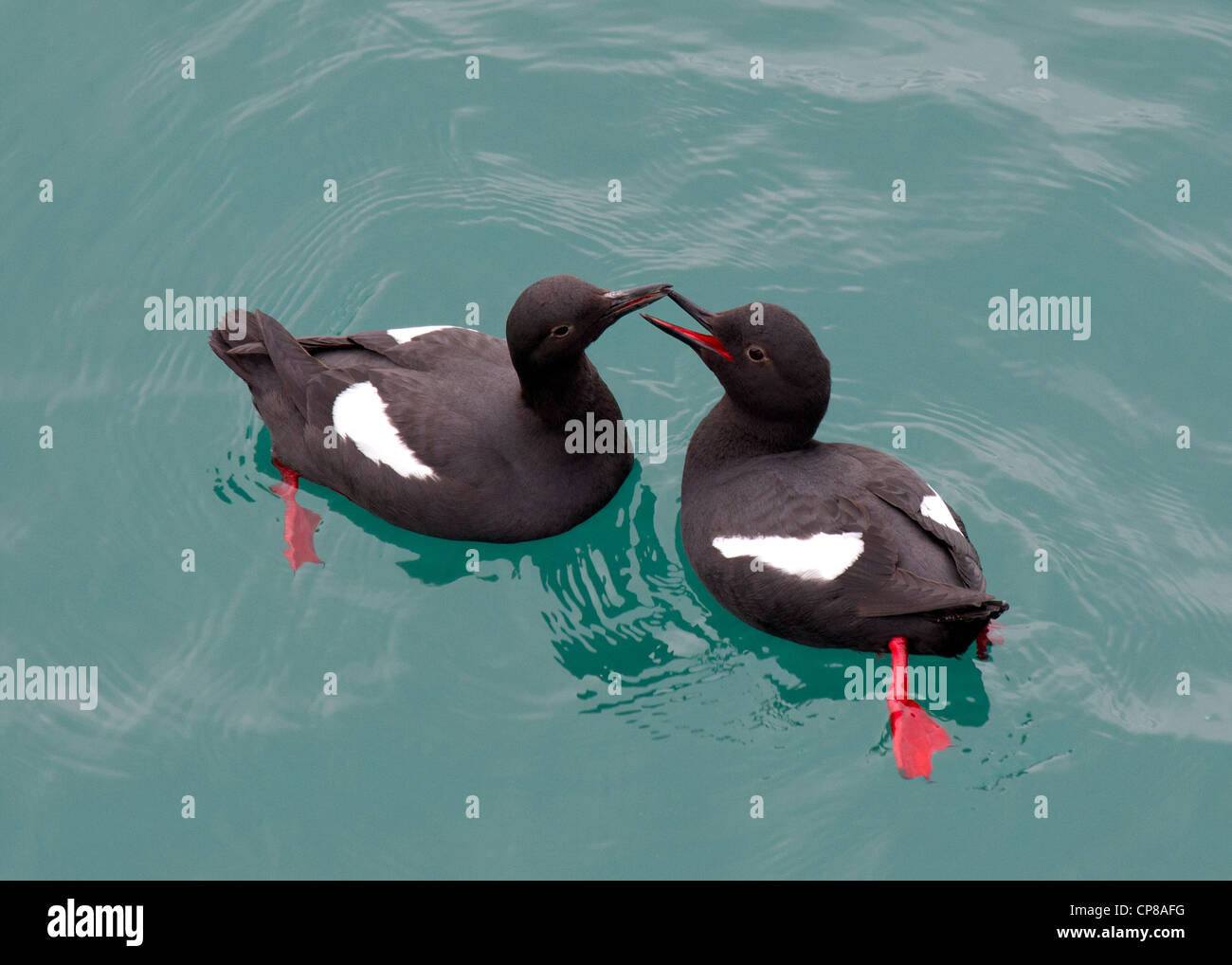 Courtship Behavior Stock Photos & Courtship Behavior Stock Images - Alamy