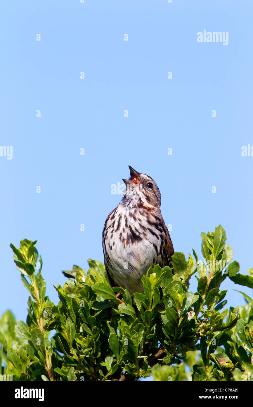 Song Sparrow Singing Stock Photo - Alamy
