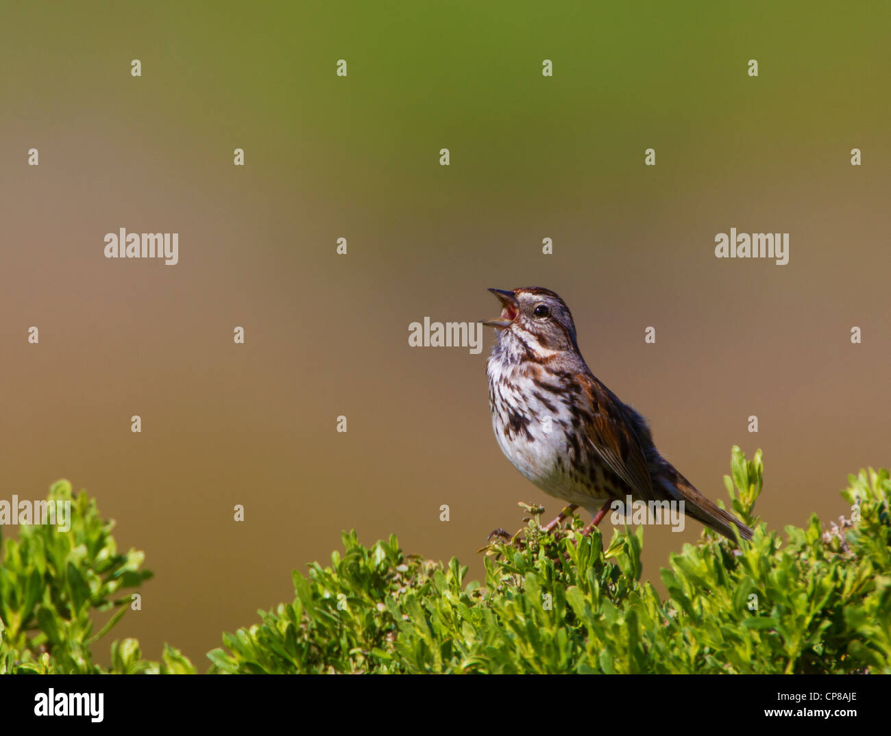 Song Sparrow Singing Stock Photo - Alamy
