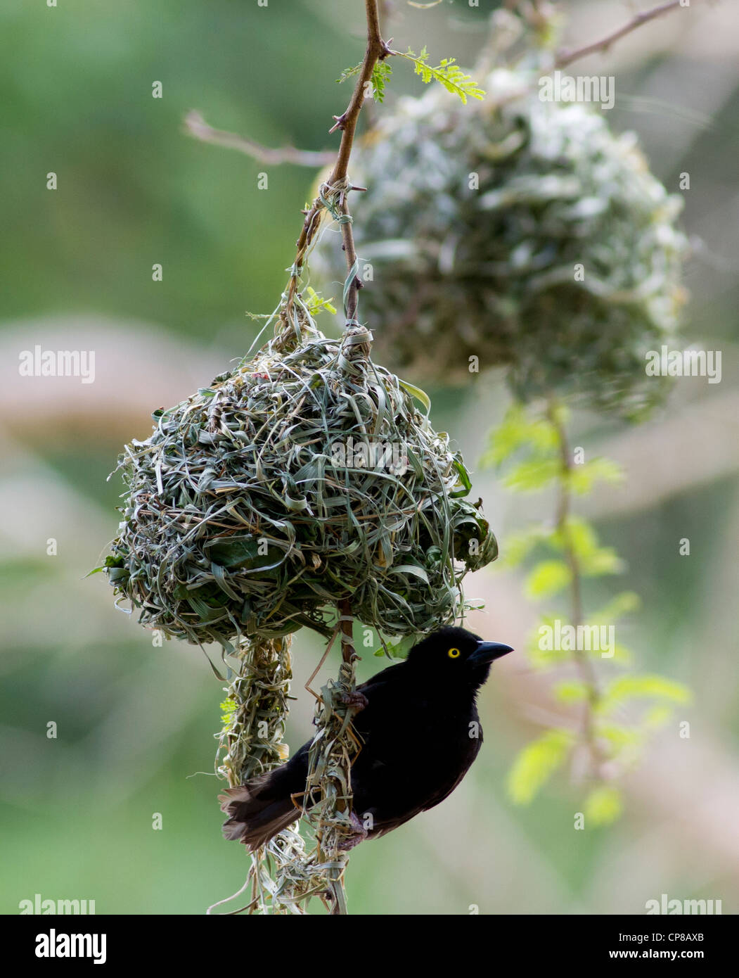 Elizabeth weaver hi-res stock photography and images - Alamy