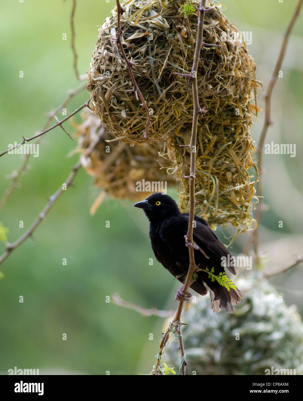 Elizabeth weaver hi-res stock photography and images - Alamy