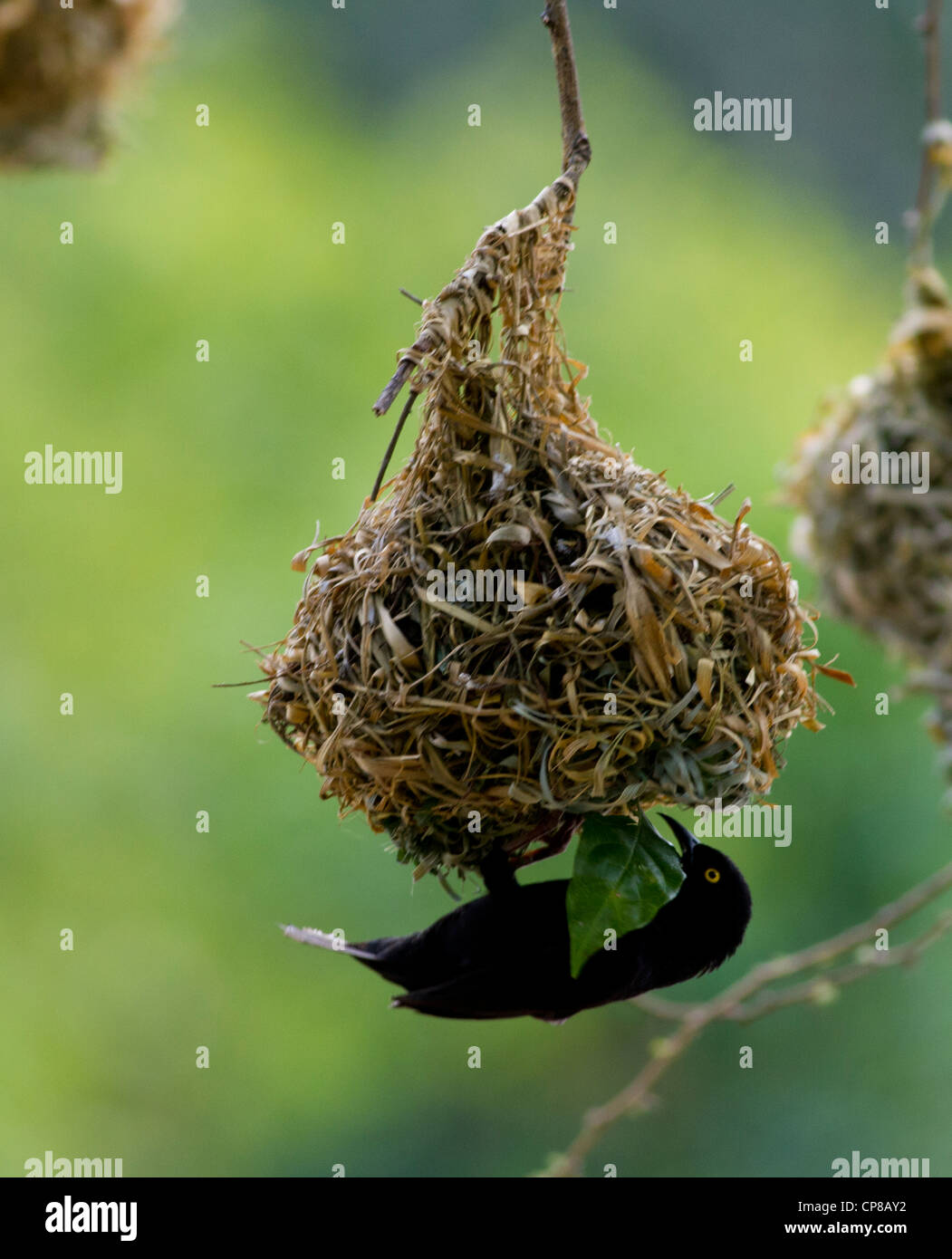 Elizabeth weaver hi-res stock photography and images - Alamy