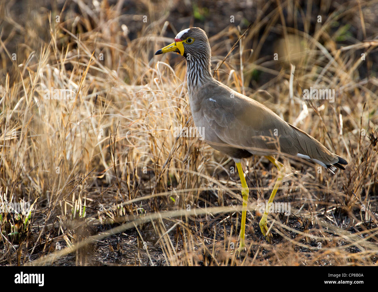 African Wattled Lapwing (Vanellus senegalensis) aka African Wattled ...