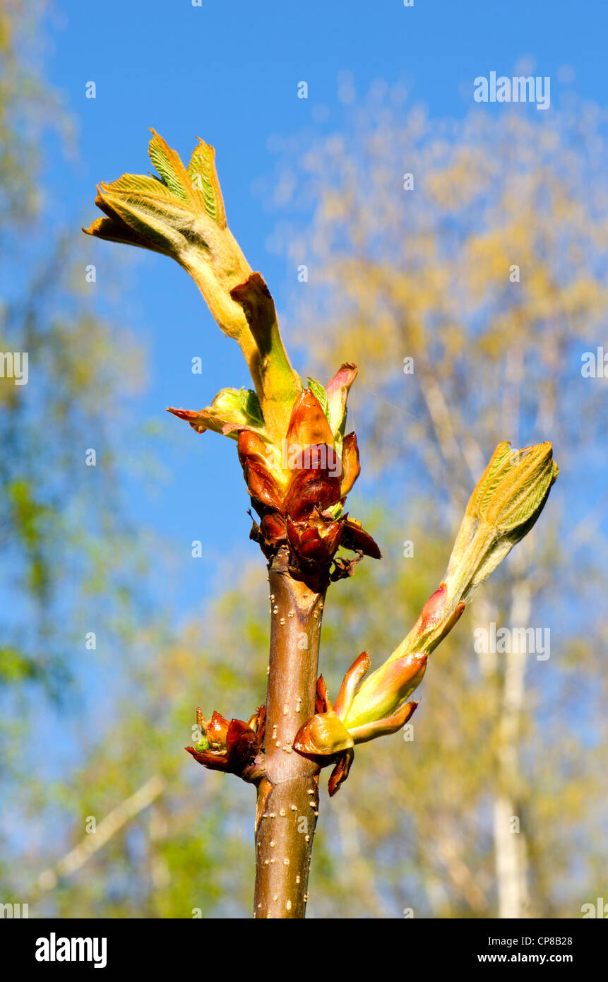 spring conker fresh buds Stock Photo - Alamy