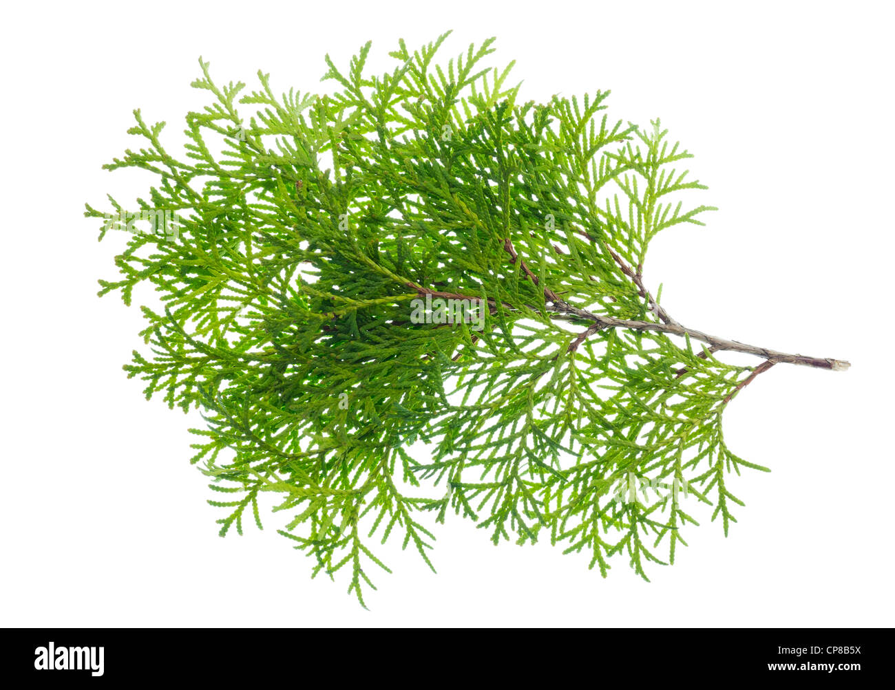 Young sapling of evergreen thuja isolated on white texture background ...