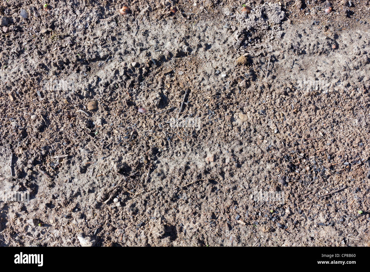 forest land after the fire texture, contains many pieces of coal. Sunny ...