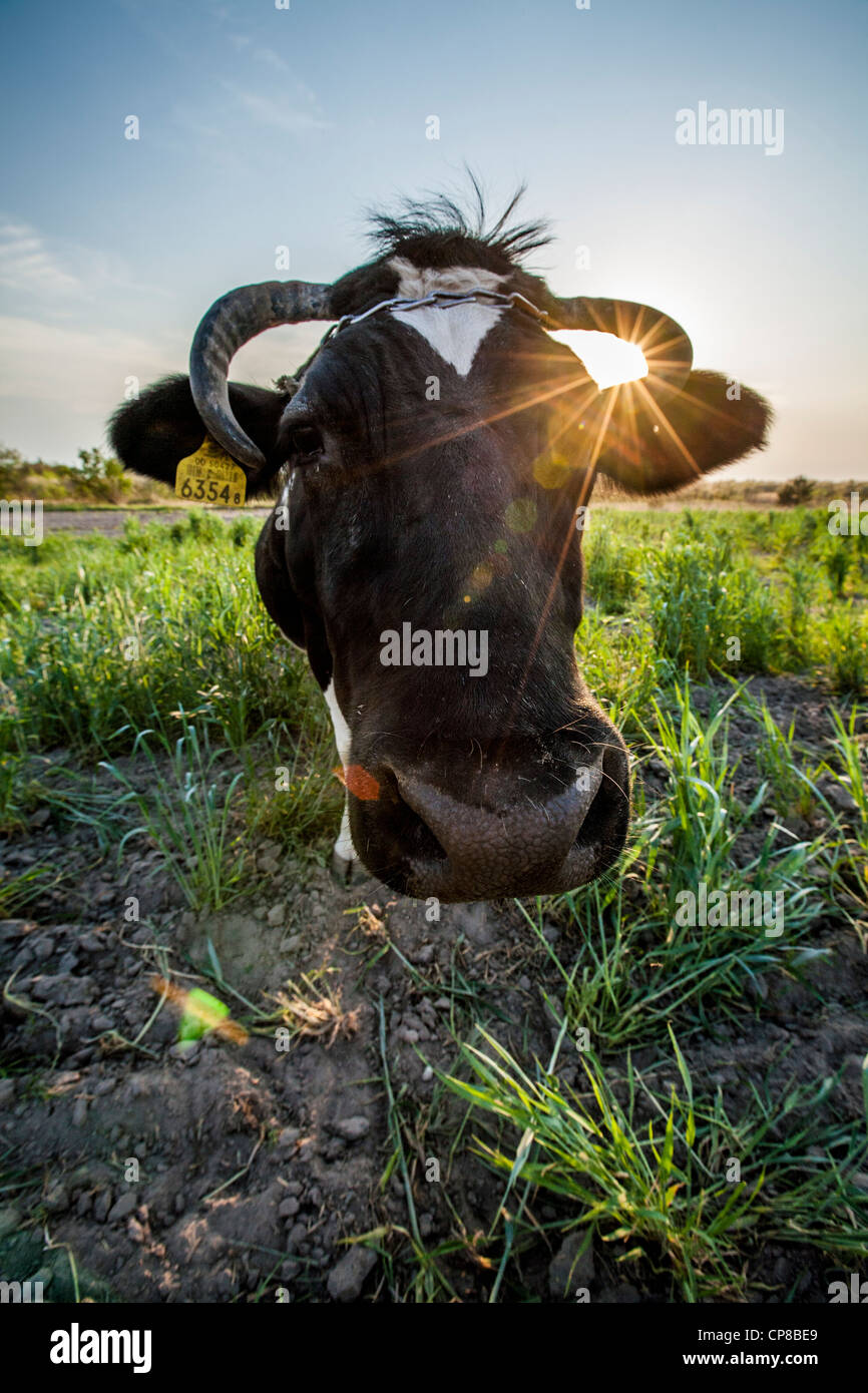 Cow in the field Stock Photo - Alamy