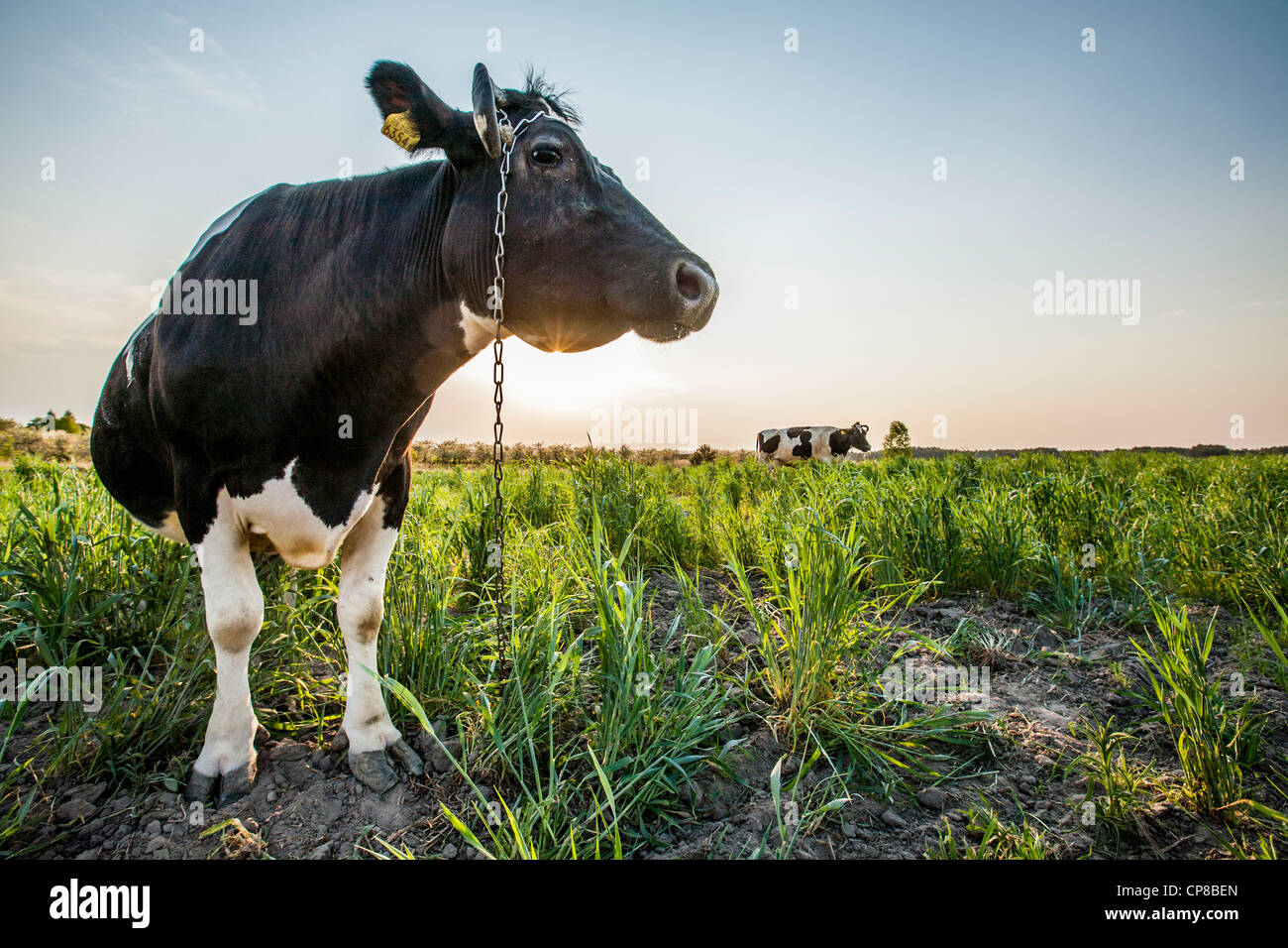 Cow in the field Stock Photo - Alamy