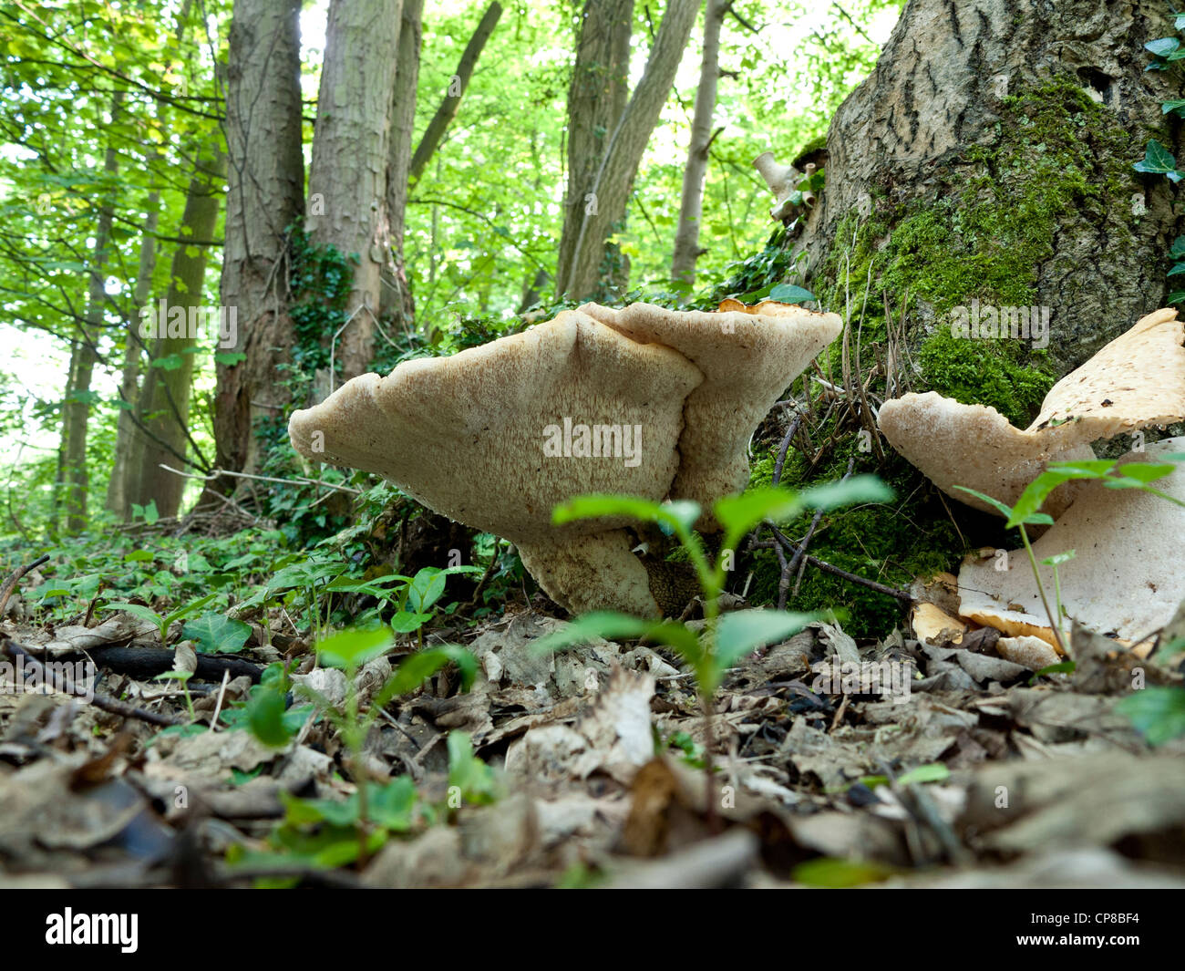 Dryads' Saddle Polyporus sqamosus in woodland forestry Stock Photo - Alamy