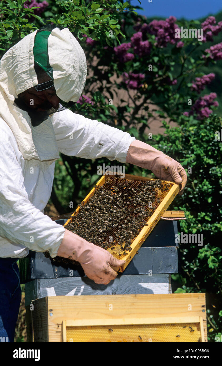 France, Territoire de Belfort, a visiting beekeeper hive, examines a ...