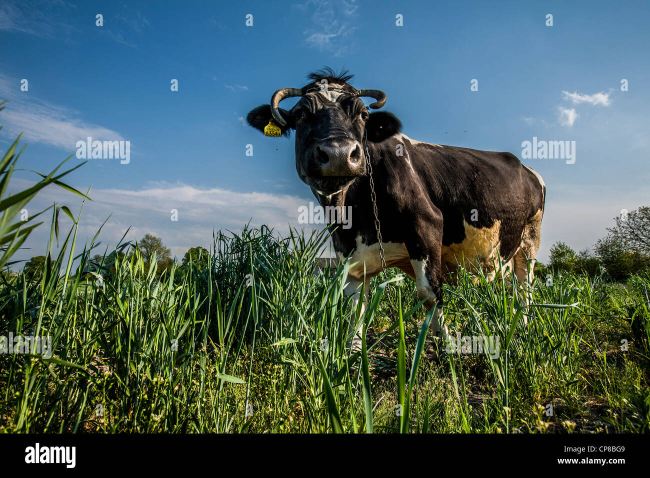 Cow in the field Stock Photo - Alamy