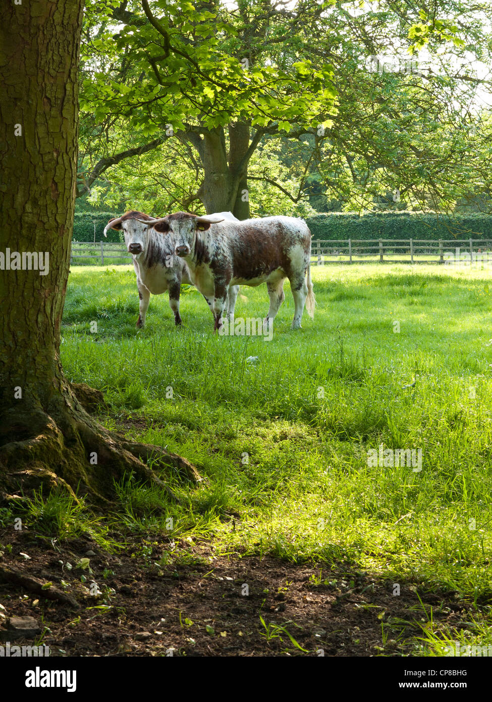 Two Longhorn cattle Stock Photo - Alamy