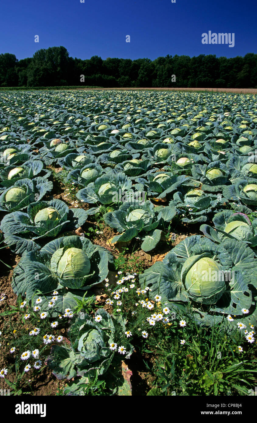 France, Haut Rhin, Sundgau, cabbage fields has choucroutte, cabbage ...