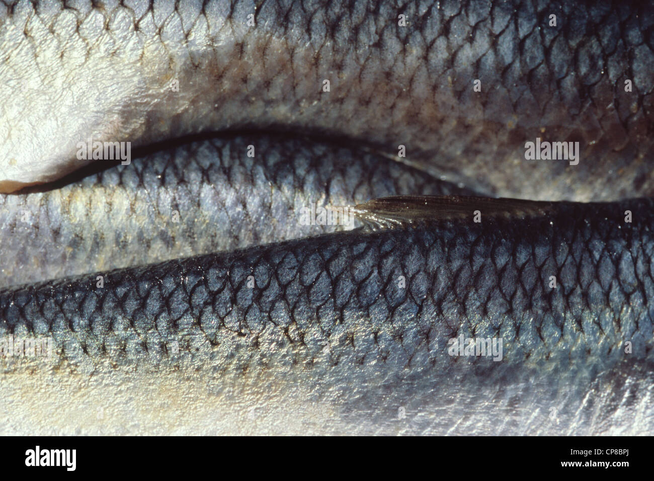 Herring Fillets Close up Stock Photo - Alamy