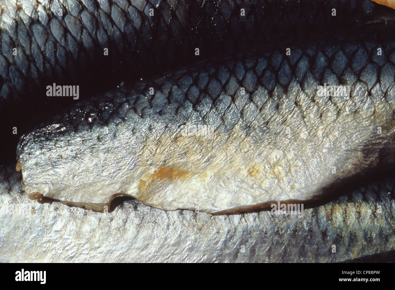 Herring Fillets Close Up Stock Photo - Alamy