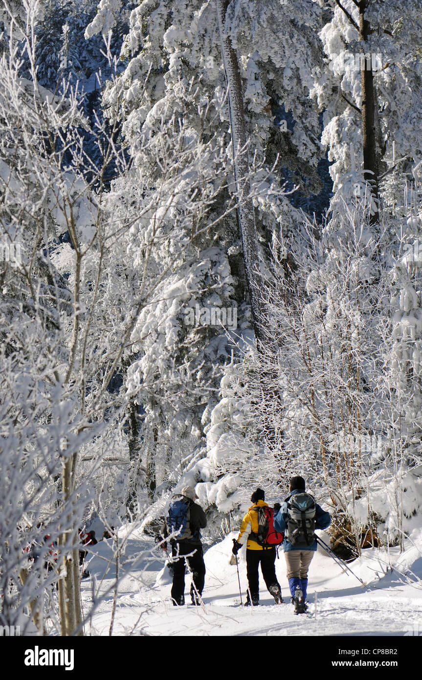 France, Haut Rhin, White Lake, Col du Calvaire, snowshoe hikers, forest ...