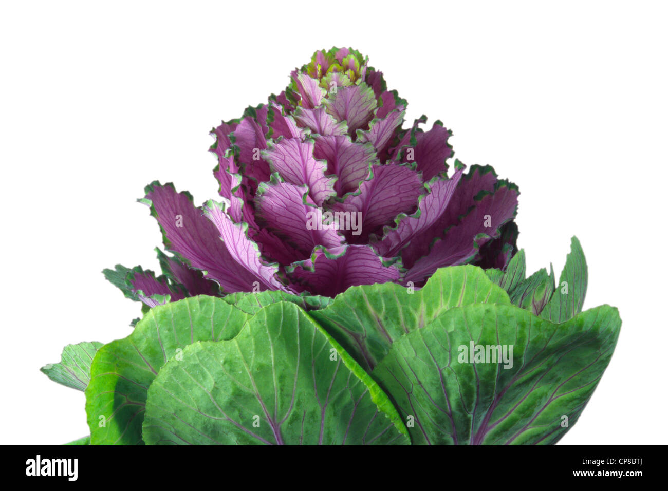 Ornamental Cabbage Isolated White Background Stock Photo - Alamy
