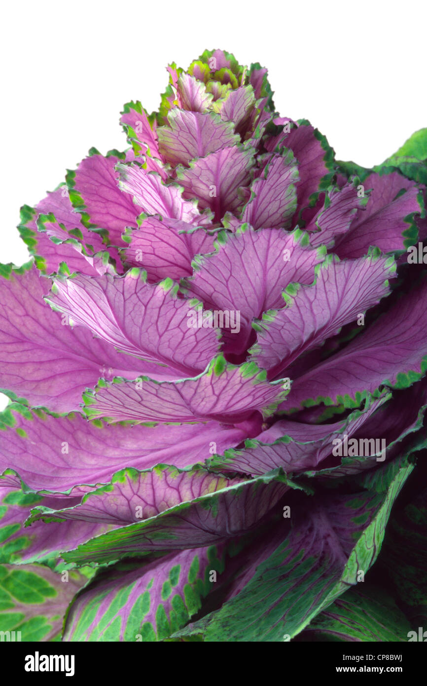 Ornamental Cabbage Isolated White Background Stock Photo - Alamy