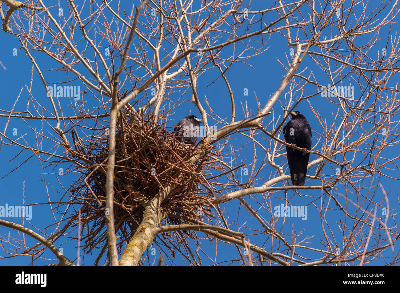 Rooks uk hi-res stock photography and images - Alamy