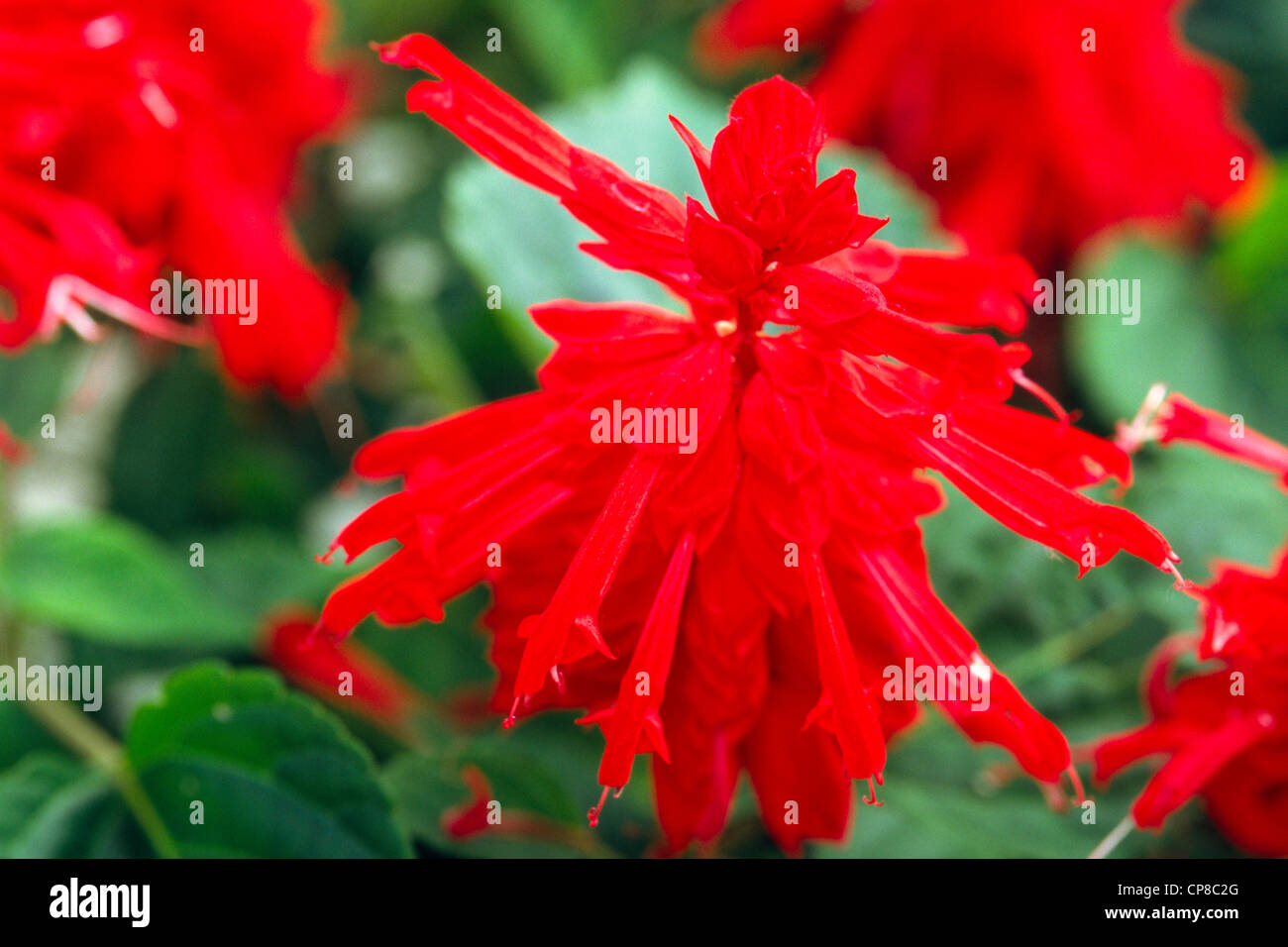 Scarlet Sage Flower Salvia splendes Stock Photo - Alamy