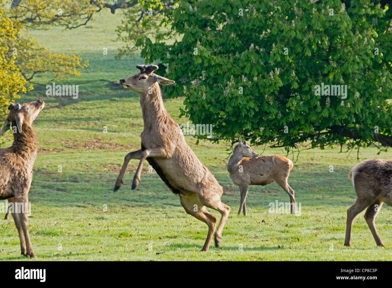 Boxing deer hi-res stock photography and images - Alamy