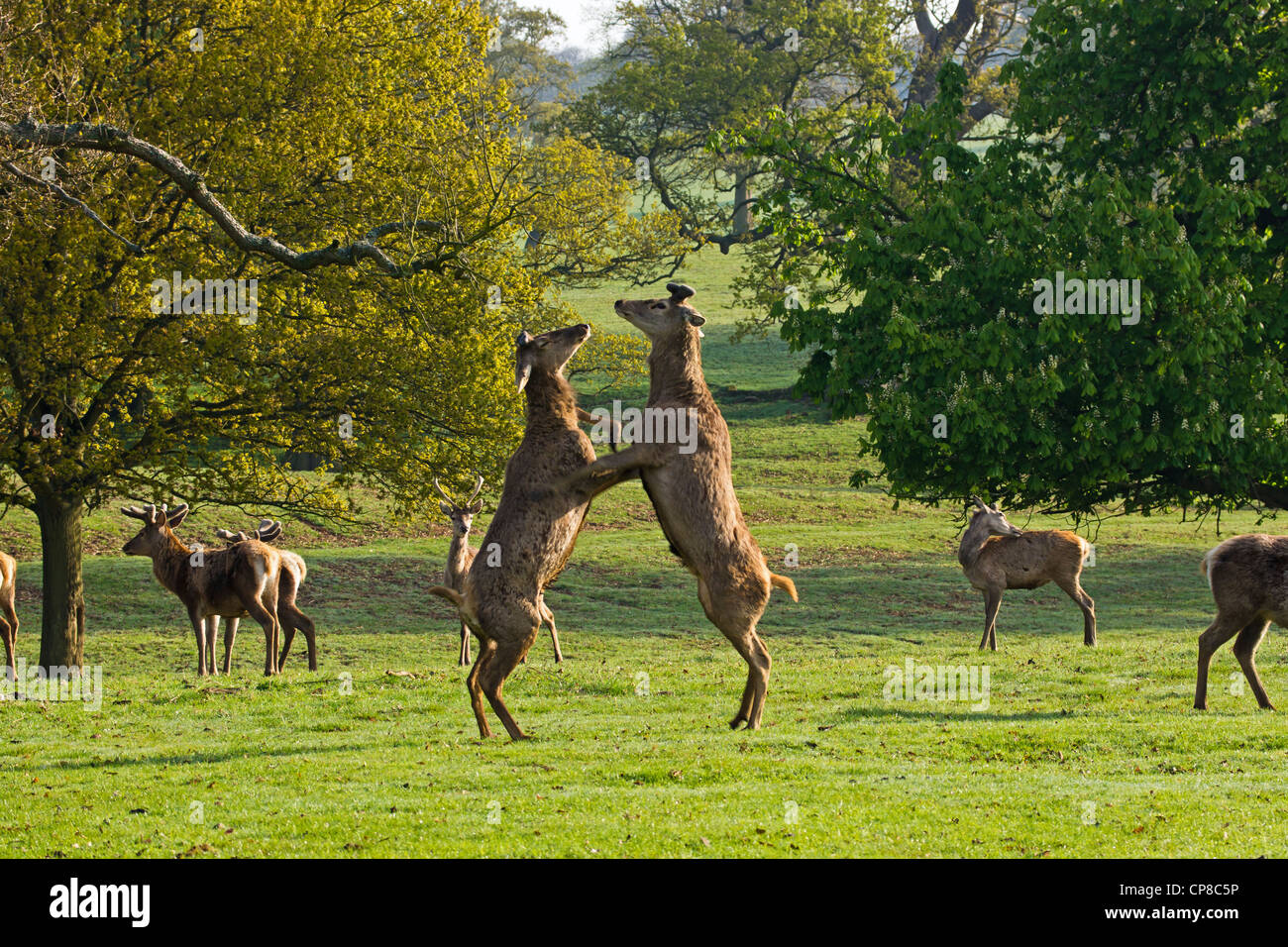 Boxing deer hi-res stock photography and images - Alamy