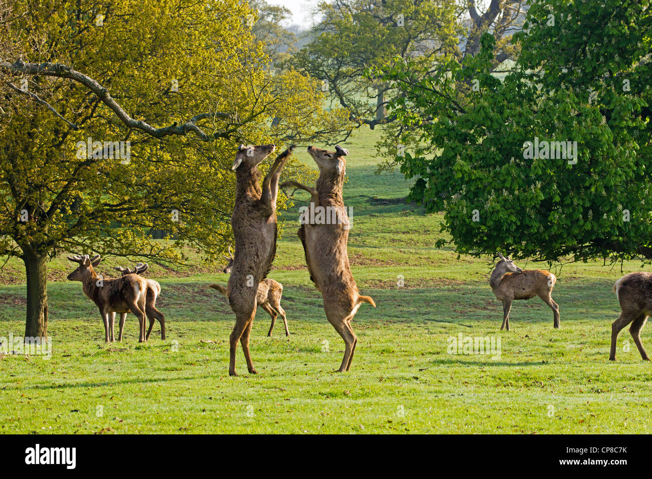 Red Deer boxing and sparring in woodland Stock Photo - Alamy