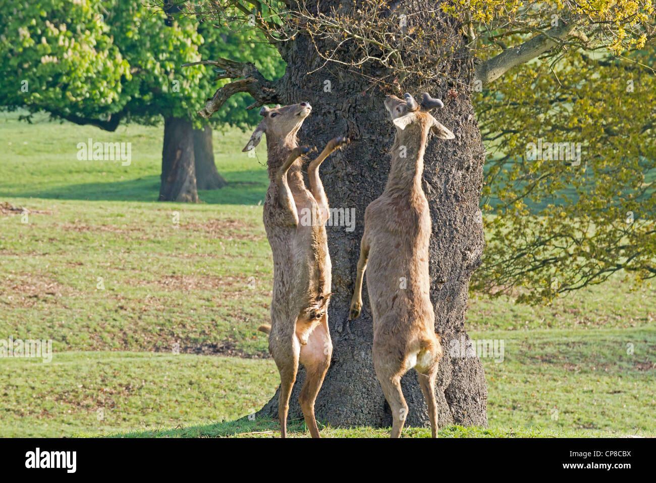 Red Deer boxing and sparring in woodland Stock Photo - Alamy