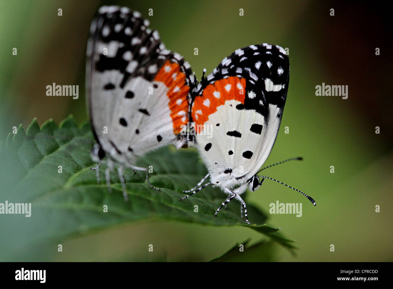 Red Pierrot Butterfly High Resolution Stock Photography and Images - Alamy