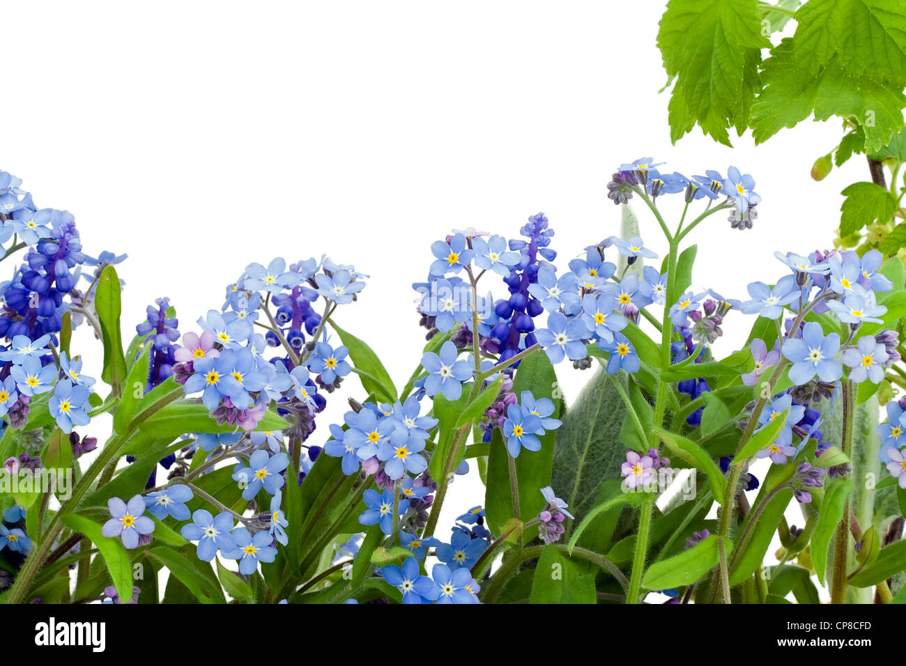 Border, postcard, background from spring flowers of forget-me-nots ...