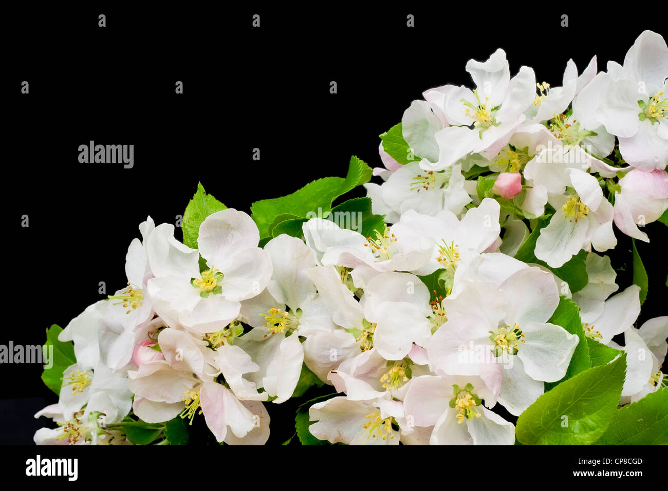 Blossoming may apple-tree in night postcard background. Isolated on ...