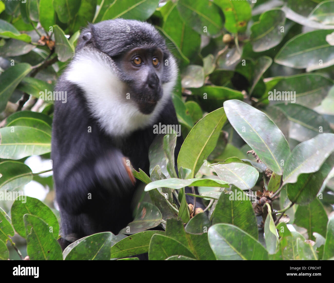 L'Hoest's Monkey (Cercopithecus lhoesti) aka Mountain Monkey, Bwigamiro ...