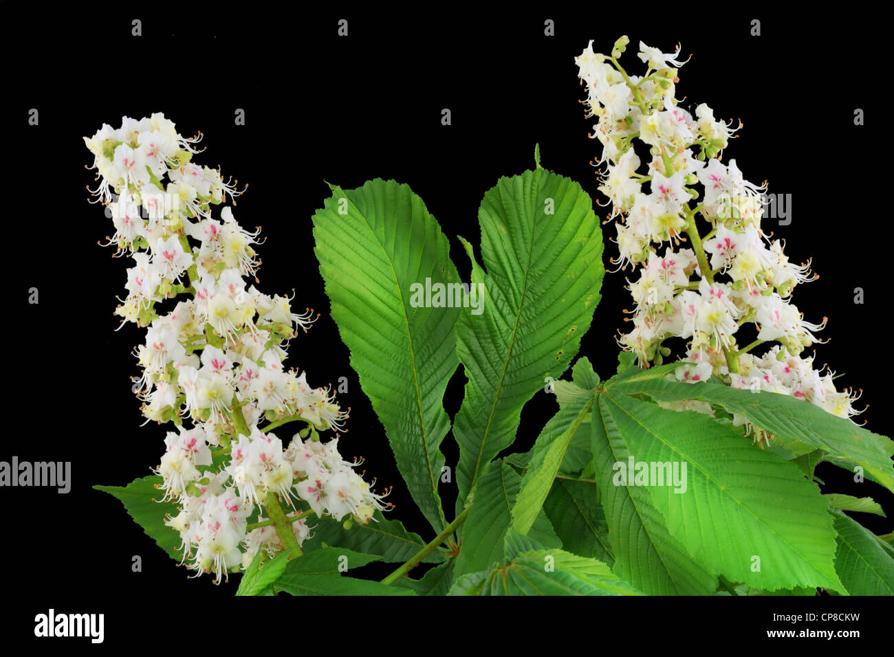 Inflorescence of the European chestnut background. Isolated on black ...
