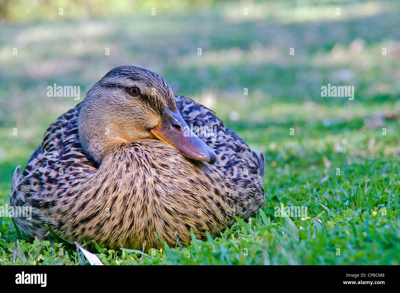 Female Mallard Duck Stock Photo - Alamy