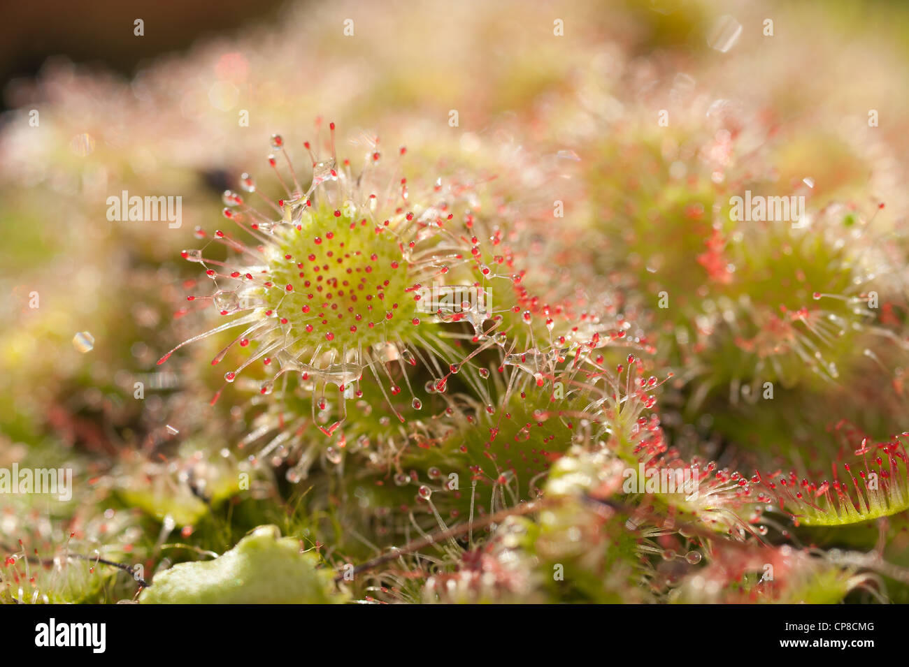 Spoon Leaved Sundew High Resolution Stock Photography and Images - Alamy