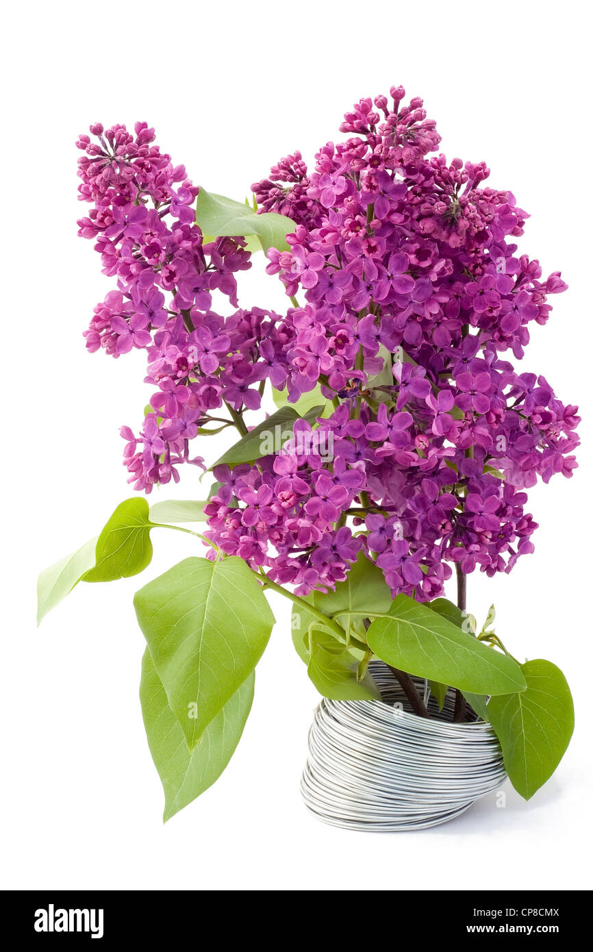 The branch of a purple lilac grows from a steel wire. A victory live ...