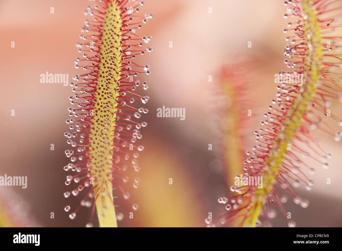 Mucilaginous glands hi-res stock photography and images - Alamy