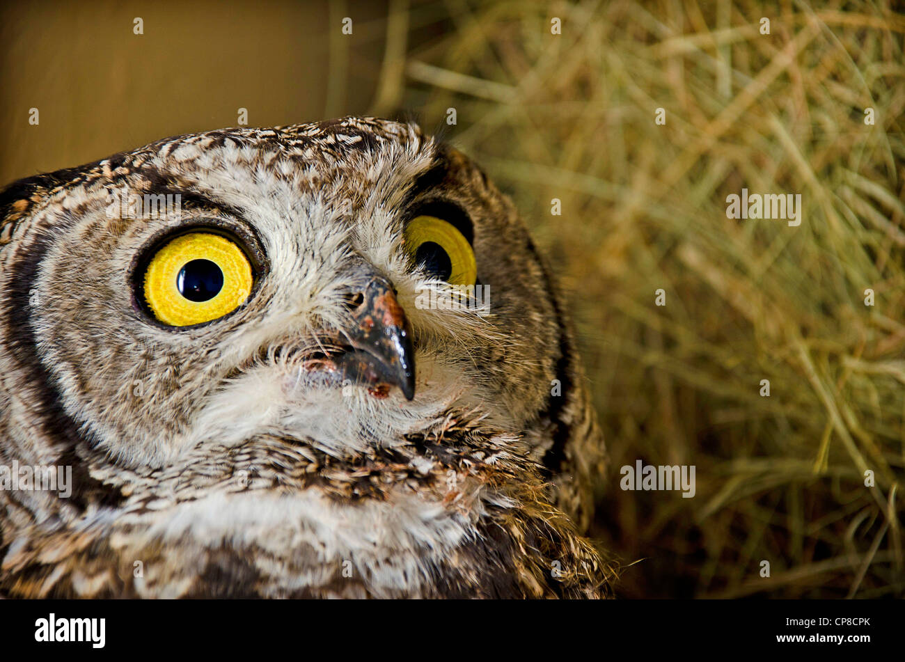 Spotted Eagle Owl Stock Photo - Alamy